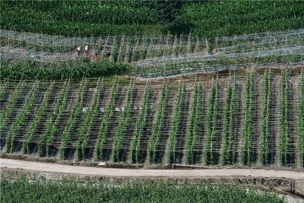 节瓜什么时候种_节瓜种植方法全过程-第3张图片-山城妙识 节瓜什么时候种_节瓜种植方法全过程-第3张图片-山城妙识
