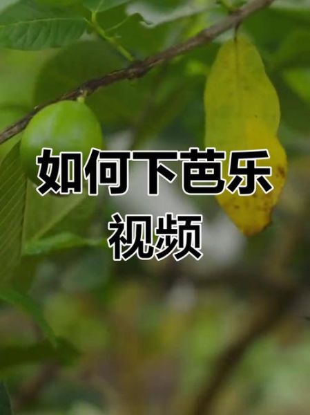 芭乐视频app视频ios下载大全_如何安装不闪退-第1张图片-山城妙识