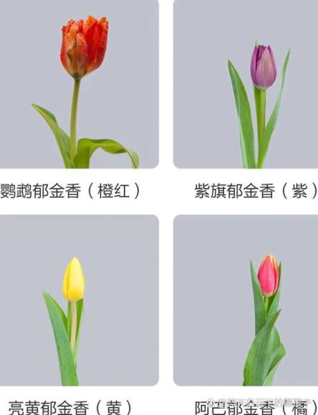 郁金香花语是什么_不同颜色代表什么-第3张图片-山城妙识 郁金香花语是什么_不同颜色代表什么-第3张图片-山城妙识