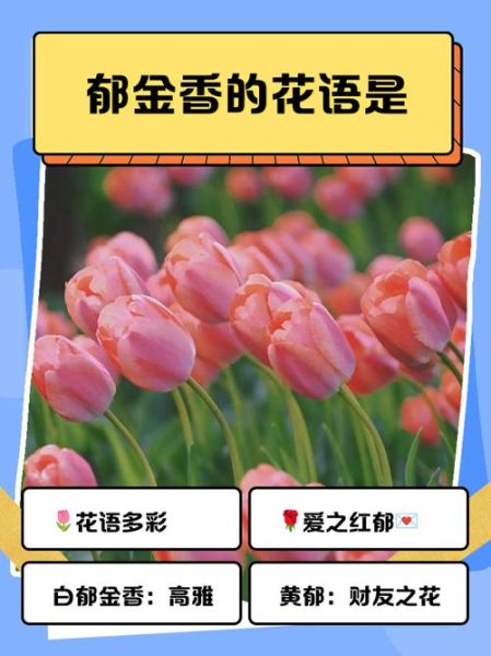郁金香花语是什么_不同颜色代表什么-第1张图片-山城妙识 郁金香花语是什么_不同颜色代表什么-第1张图片-山城妙识