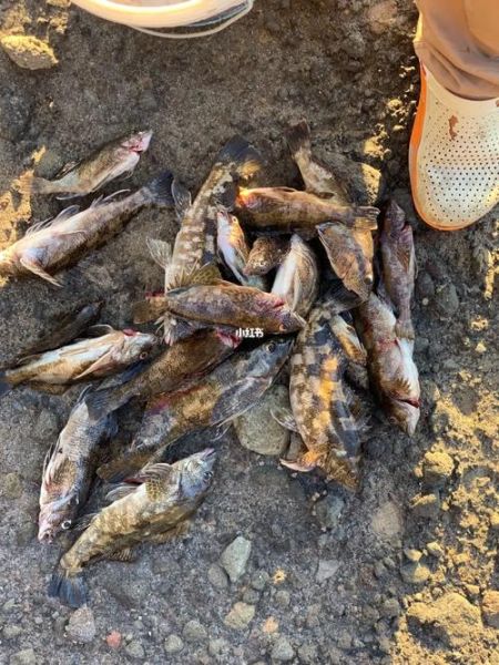 淡水石斑鱼怎么钓_淡水石斑鱼钓法技巧-第2张图片-山城妙识 淡水石斑鱼怎么钓_淡水石斑鱼钓法技巧-第2张图片-山城妙识