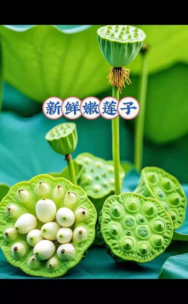 洪湖莲子多少钱一斤_洪湖莲子怎么挑选-第1张图片-山城妙识