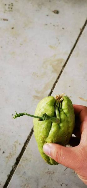 龙须菜是南瓜苗吗_区别与营养价值对比-第2张图片-山城妙识