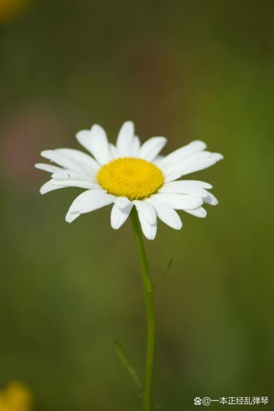 野菊花图片怎么拍_野菊花图片高清壁纸去哪找-第1张图片-山城妙识 野菊花图片怎么拍_野菊花图片高清壁纸去哪找-第1张图片-山城妙识