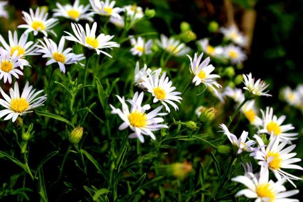 野菊花图片怎么拍_野菊花图片高清壁纸去哪找-第3张图片-山城妙识 野菊花图片怎么拍_野菊花图片高清壁纸去哪找-第3张图片-山城妙识