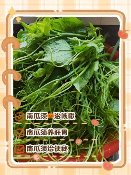 龙须菜是南瓜苗吗_区别与营养价值对比-第1张图片-山城妙识