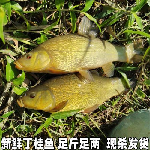 丁桂鱼多少钱一斤_丁桂鱼价格行情-第1张图片-山城妙识 丁桂鱼多少钱一斤_丁桂鱼价格行情-第1张图片-山城妙识