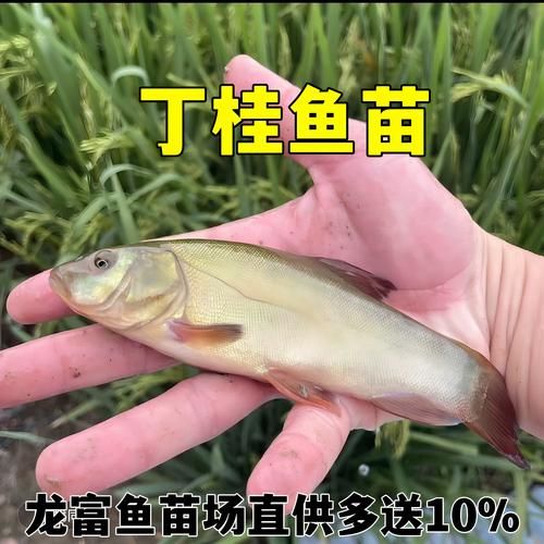 丁桂鱼多少钱一斤_丁桂鱼价格行情-第2张图片-山城妙识 丁桂鱼多少钱一斤_丁桂鱼价格行情-第2张图片-山城妙识