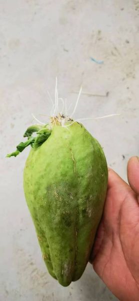 龙须菜是南瓜苗吗_区别与营养价值对比-第3张图片-山城妙识