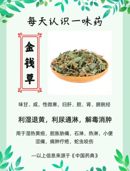 金钱草的功效与作用_金钱草的禁忌有哪些-第1张图片-山城妙识 金钱草的功效与作用_金钱草的禁忌有哪些-第1张图片-山城妙识