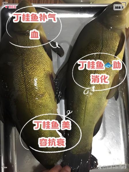 丁桂鱼多少钱一斤_丁桂鱼价格行情-第3张图片-山城妙识 丁桂鱼多少钱一斤_丁桂鱼价格行情-第3张图片-山城妙识