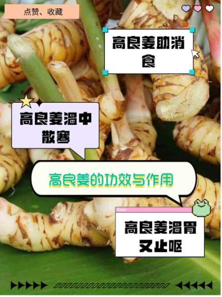 高良姜的功效与作用_高良姜怎么吃效果好-第3张图片-山城妙识 高良姜的功效与作用_高良姜怎么吃效果好-第3张图片-山城妙识