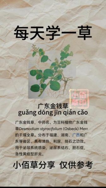 金钱草的功效与作用_金钱草的禁忌有哪些-第2张图片-山城妙识 金钱草的功效与作用_金钱草的禁忌有哪些-第2张图片-山城妙识