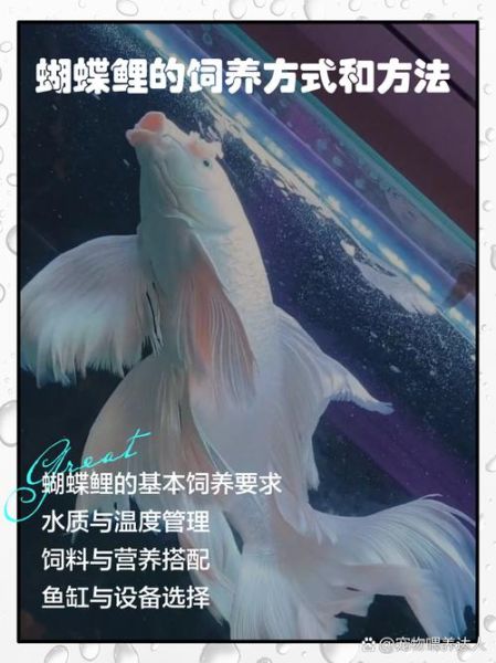 鲤鱼怎么养_鲤鱼吃什么长得快-第1张图片-山城妙识