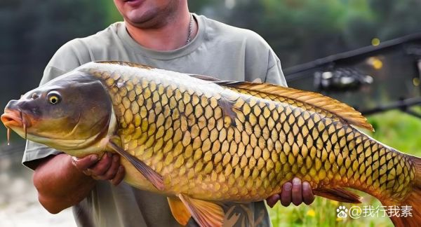 鲤鱼怎么养_鲤鱼吃什么长得快-第2张图片-山城妙识