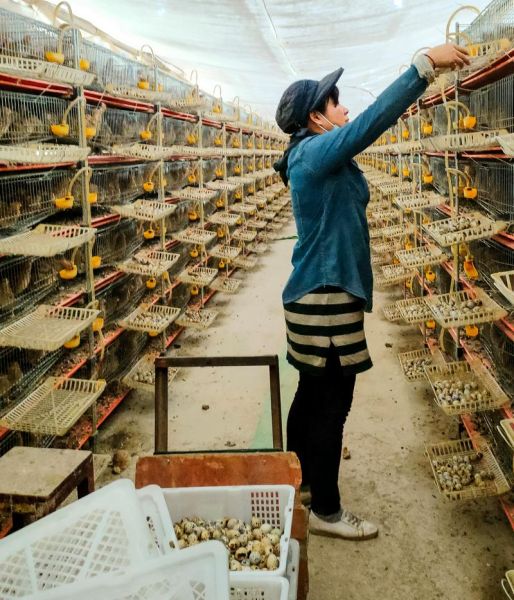 鹌鹑养殖骗局是真的吗_如何识别套路-第1张图片-山城妙识