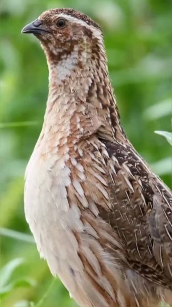 鹌鹑养殖骗局是真的吗_如何识别套路-第2张图片-山城妙识