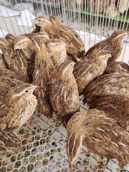 鹌鹑养殖骗局是真的吗_如何识别套路-第3张图片-山城妙识