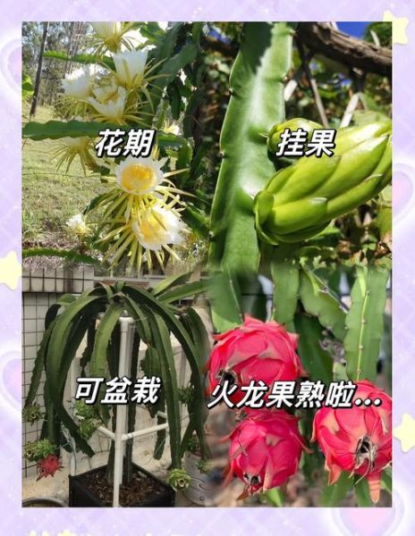 火龙果什么时候种_火龙果怎么种才高产-第3张图片-山城妙识 火龙果什么时候种_火龙果怎么种才高产-第3张图片-山城妙识