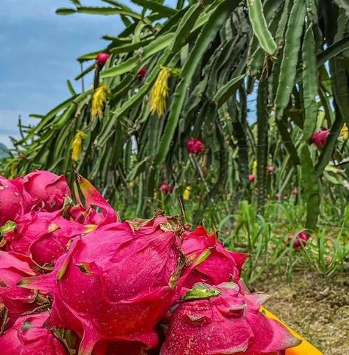 火龙果什么时候种_火龙果怎么种才高产-第2张图片-山城妙识 火龙果什么时候种_火龙果怎么种才高产-第2张图片-山城妙识