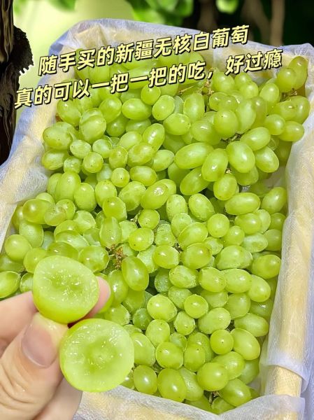 马奶提子孕妇能吃吗_马奶提子功效与作用-第1张图片-山城妙识 马奶提子孕妇能吃吗_马奶提子功效与作用-第1张图片-山城妙识