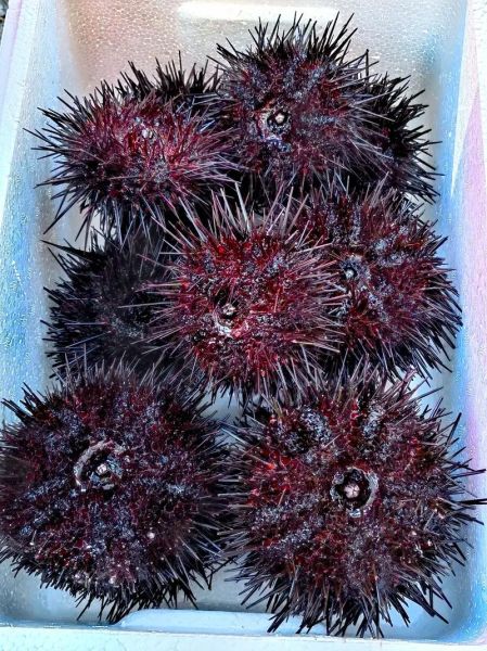 海胆价格多少钱一只_海胆多少钱一个-第1张图片-山城妙识 海胆价格多少钱一只_海胆多少钱一个-第1张图片-山城妙识