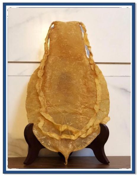 金钱鳘鱼胶一斤多少钱_如何辨别真假-第2张图片-山城妙识 金钱鳘鱼胶一斤多少钱_如何辨别真假-第2张图片-山城妙识