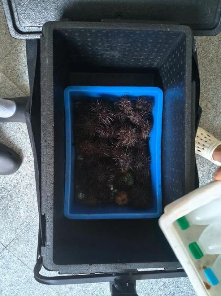 海胆价格多少钱一只_海胆多少钱一个-第3张图片-山城妙识 海胆价格多少钱一只_海胆多少钱一个-第3张图片-山城妙识