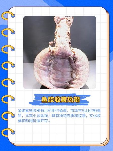 金钱鳘鱼胶一斤多少钱_如何辨别真假-第3张图片-山城妙识 金钱鳘鱼胶一斤多少钱_如何辨别真假-第3张图片-山城妙识
