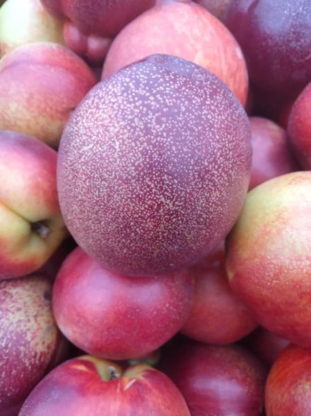 白油桃怎么挑选_白油桃和黄油桃区别-第3张图片-山城妙识 白油桃怎么挑选_白油桃和黄油桃区别-第3张图片-山城妙识