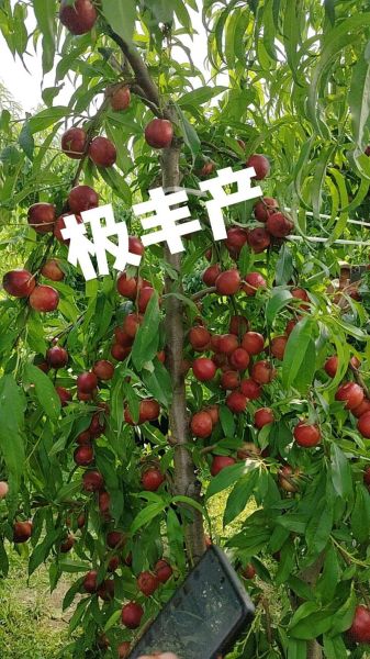 白油桃怎么挑选_白油桃和黄油桃区别-第1张图片-山城妙识 白油桃怎么挑选_白油桃和黄油桃区别-第1张图片-山城妙识