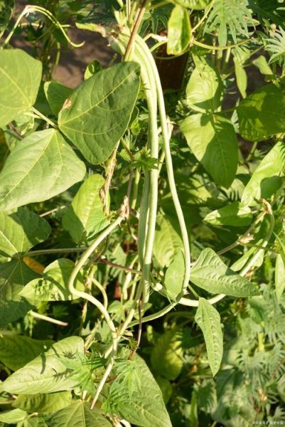 豇豆锈病症状_豇豆锈病初期怎么识别-第2张图片-山城妙识 豇豆锈病症状_豇豆锈病初期怎么识别-第2张图片-山城妙识