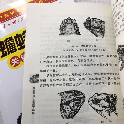 蟾蜍养殖赚钱吗_蟾蜍养殖技术要点-第1张图片-山城妙识