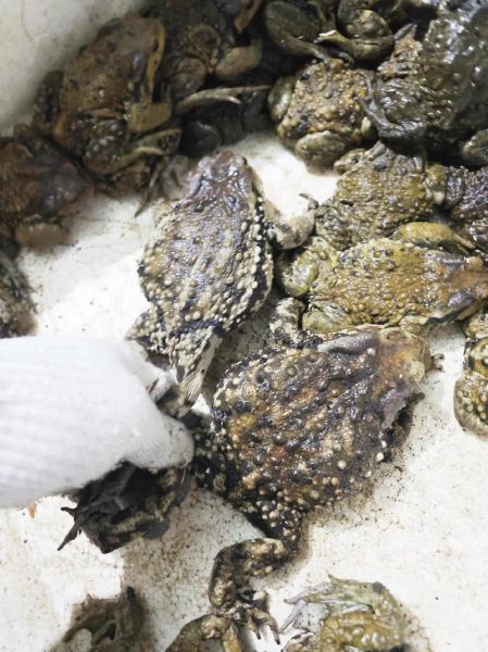 蟾蜍养殖赚钱吗_蟾蜍养殖技术要点-第2张图片-山城妙识