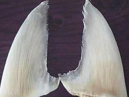 鱼翅图片真假辨别_如何挑选优质鱼翅-第3张图片-山城妙识 鱼翅图片真假辨别_如何挑选优质鱼翅-第3张图片-山城妙识