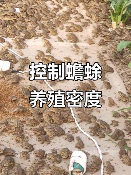 蟾蜍养殖赚钱吗_蟾蜍养殖技术要点-第3张图片-山城妙识