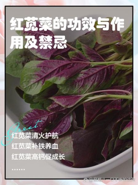 孕妇可以吃红苋菜吗_孕早期能不能吃红苋菜-第1张图片-山城妙识 孕妇可以吃红苋菜吗_孕早期能不能吃红苋菜-第1张图片-山城妙识