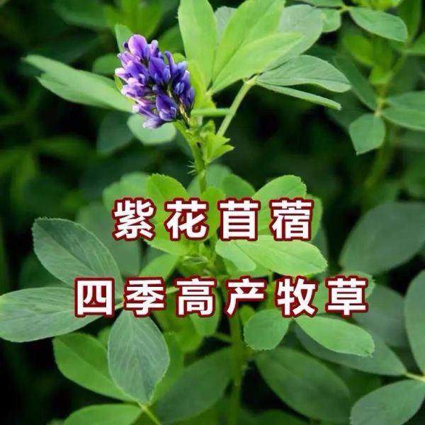 紫花苜蓿草亩产量多少吨_如何提高产量-第1张图片-山城妙识 紫花苜蓿草亩产量多少吨_如何提高产量-第1张图片-山城妙识