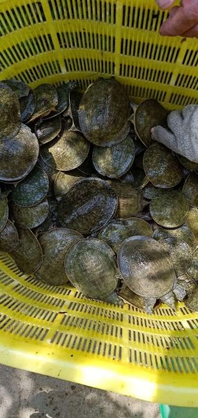 甲鱼苗多少钱一只_甲鱼苗价格受哪些因素影响-第2张图片-山城妙识 甲鱼苗多少钱一只_甲鱼苗价格受哪些因素影响-第2张图片-山城妙识