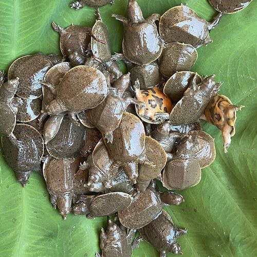 甲鱼苗多少钱一只_甲鱼苗价格受哪些因素影响-第1张图片-山城妙识 甲鱼苗多少钱一只_甲鱼苗价格受哪些因素影响-第1张图片-山城妙识