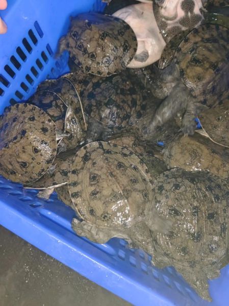 甲鱼苗多少钱一只_甲鱼苗价格受哪些因素影响-第3张图片-山城妙识 甲鱼苗多少钱一只_甲鱼苗价格受哪些因素影响-第3张图片-山城妙识