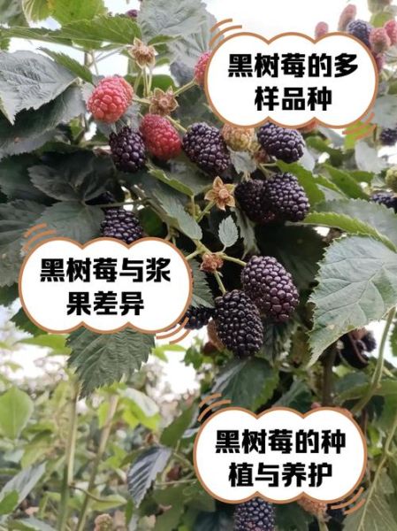 黑树莓的功效与作用_黑树莓怎么保存-第1张图片-山城妙识 黑树莓的功效与作用_黑树莓怎么保存-第1张图片-山城妙识