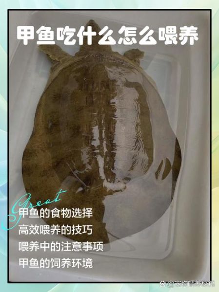 养殖甲鱼的营养价值_甲鱼怎么吃最补-第1张图片-山城妙识 养殖甲鱼的营养价值_甲鱼怎么吃最补-第1张图片-山城妙识