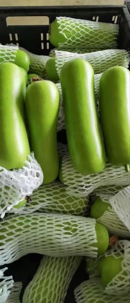 胡瓜图片大全_胡瓜和黄瓜的区别-第2张图片-山城妙识 胡瓜图片大全_胡瓜和黄瓜的区别-第2张图片-山城妙识