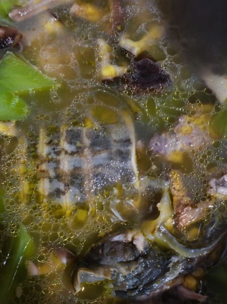 养殖甲鱼的营养价值_甲鱼怎么吃最补-第3张图片-山城妙识 养殖甲鱼的营养价值_甲鱼怎么吃最补-第3张图片-山城妙识