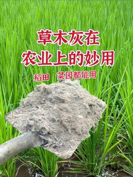 草木灰是酸性还是碱性_草木灰改良土壤怎么用-第3张图片-山城妙识