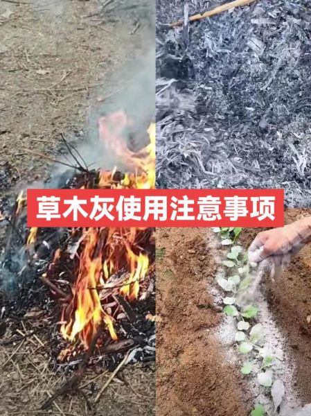草木灰是酸性还是碱性_草木灰改良土壤怎么用-第2张图片-山城妙识