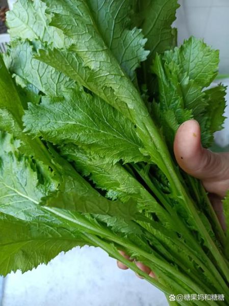 雪里蕻怎么腌制才脆_雪里蕻腌制多久能吃-第1张图片-山城妙识