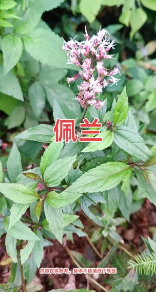佩兰的功效与作用_佩兰可以长期泡水喝吗-第1张图片-山城妙识