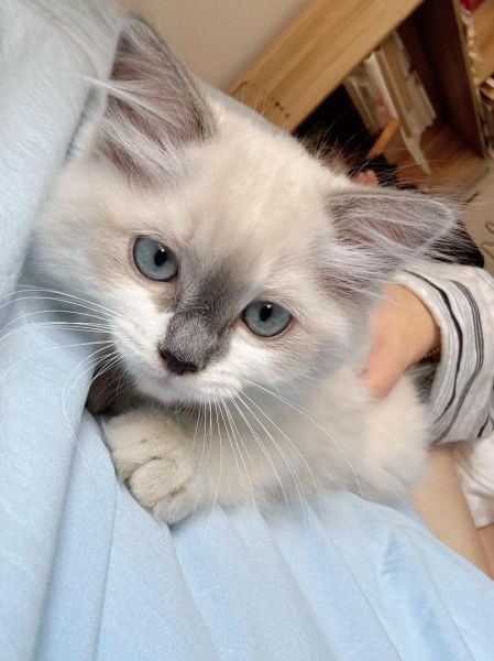 小泡芙猫是什么品种_小泡芙猫多少钱一只-第2张图片-山城妙识 小泡芙猫是什么品种_小泡芙猫多少钱一只-第2张图片-山城妙识